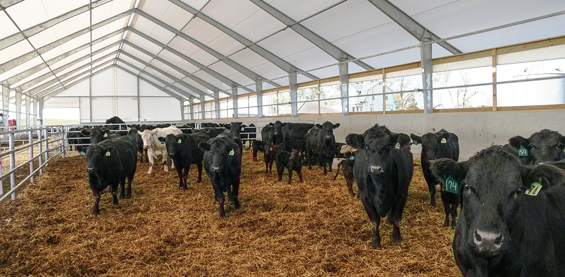 Enhance Your Farm with Custom Beef Cattle Buildings